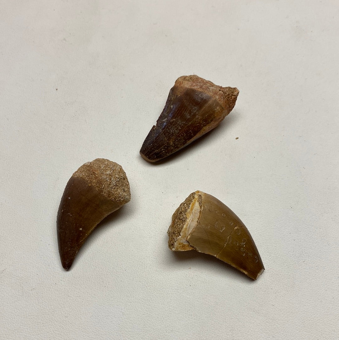 Mosasaurus Teeth Small – Mountain Mineral Market