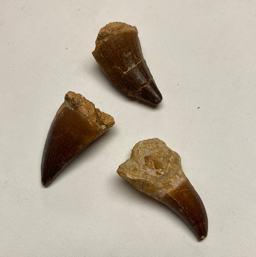 Mosasaurus Teeth Medium – Mountain Mineral Market
